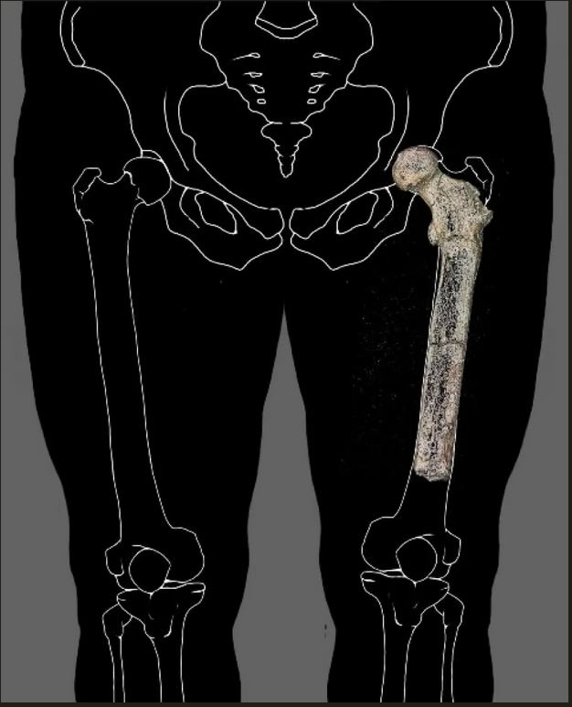 Silhouette and femur of Millenium Man | A Niche in the Library of Babel